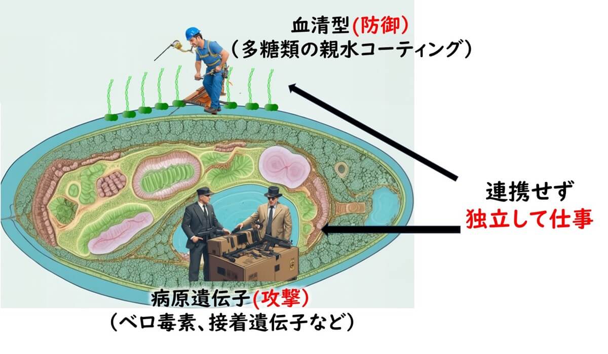 腸管出血性大腸菌O26はO157と比べるとどれくらい危険？ | 食品微生物学（検査と制御方法）｜基礎と最新情報を解説｜木村 凡