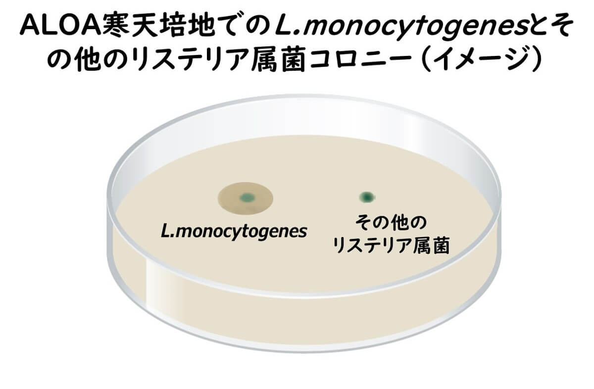 リステリアの鑑別平板培地の原理を説明します | 食品微生物学（検査と制御方法）｜基礎と最新情報を解説｜木村 凡